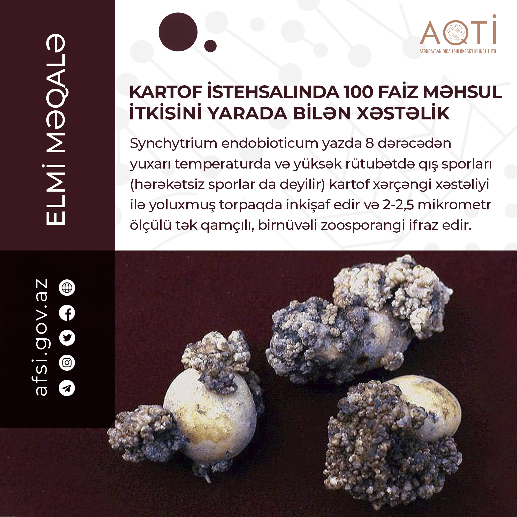 AQTİ- Kartof istehsalında 100 faiz məhsul itkisini yarada bilən xəstəlik